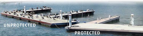 Seagull Control | Seagull Deterrents | Keep Seagulls Away & Off ...