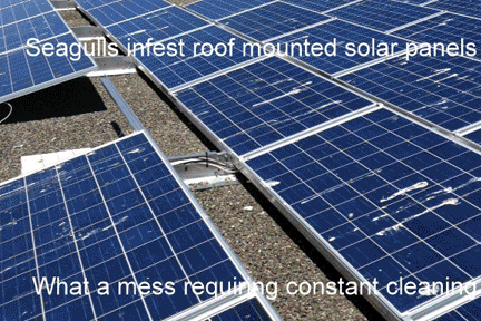 Seagull Control | Seagull Deterrents | Keep Seagulls Away & Off ...